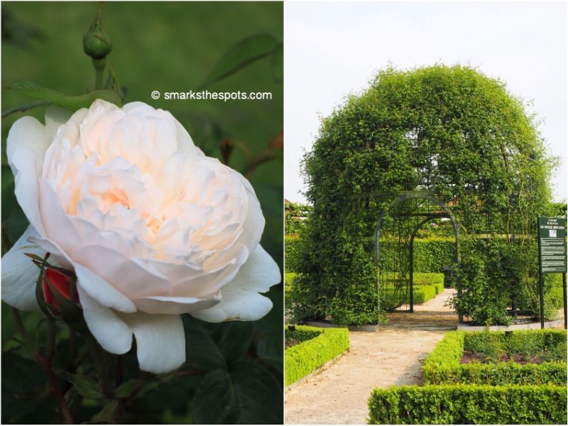 COLOMA ROSE GARDEN - S Marks The Spots
